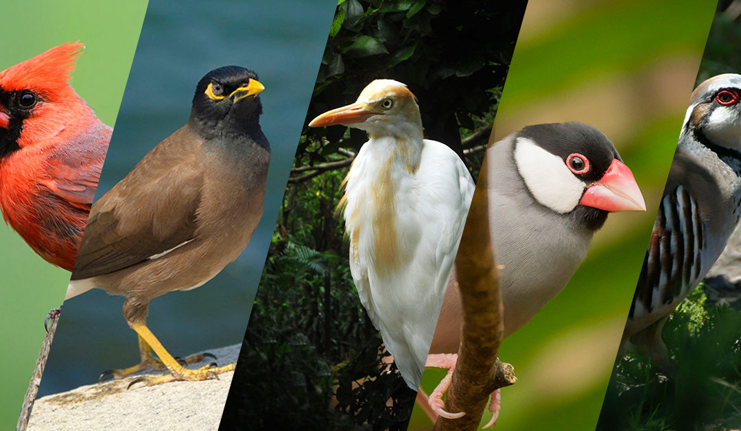 Maui Bird Watching Guide