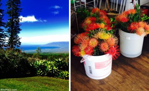 Maui’s Small Town Spotlight: Keokea - UPCOUNTRY MAUI
