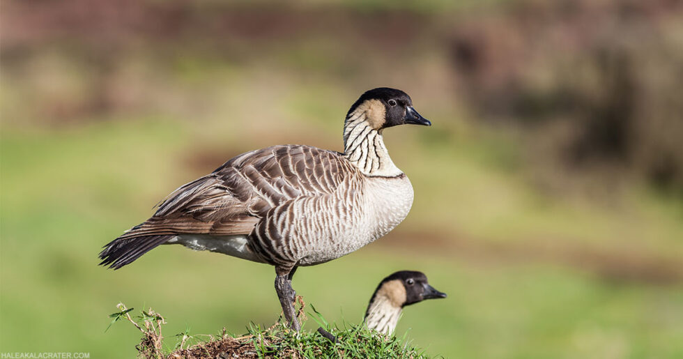 The Hawaiian Nene Goose - Haleakala Crater