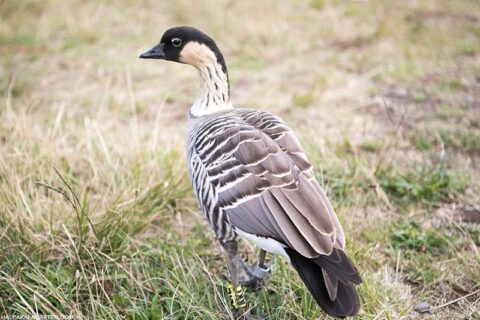 The Hawaiian Nene Goose - Haleakala Crater