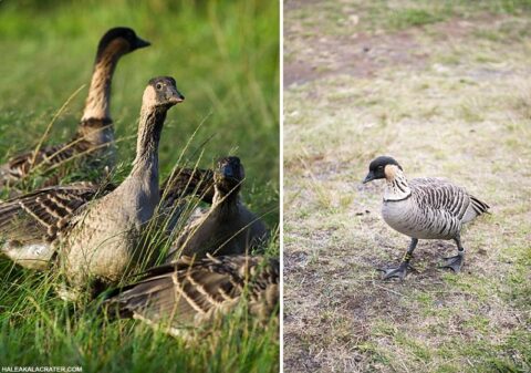 The Hawaiian Nene Goose - Haleakala Crater